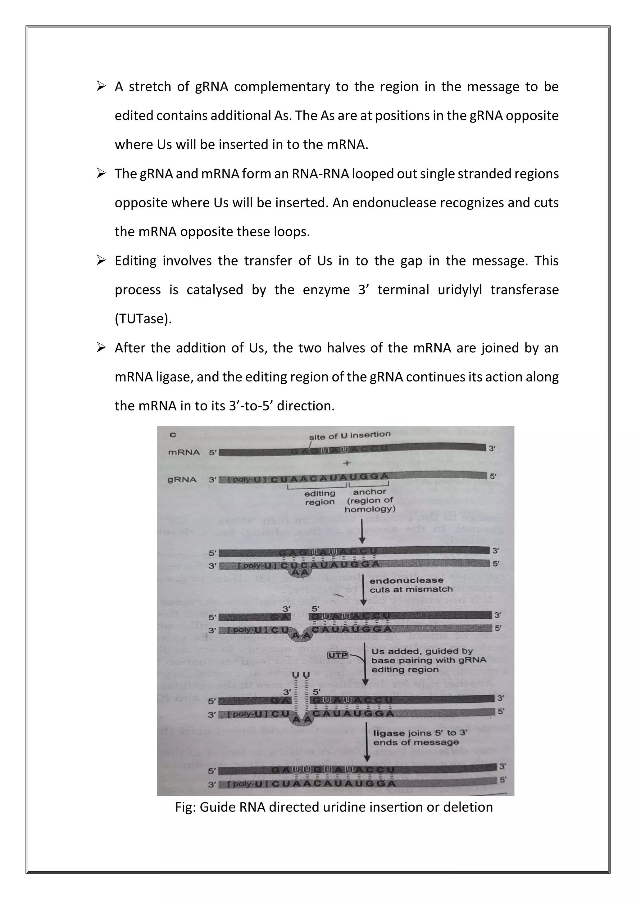RNA Editing | PDF