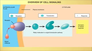 4183 abcdefghijklmnofqrstuvwxyz12345.ppt