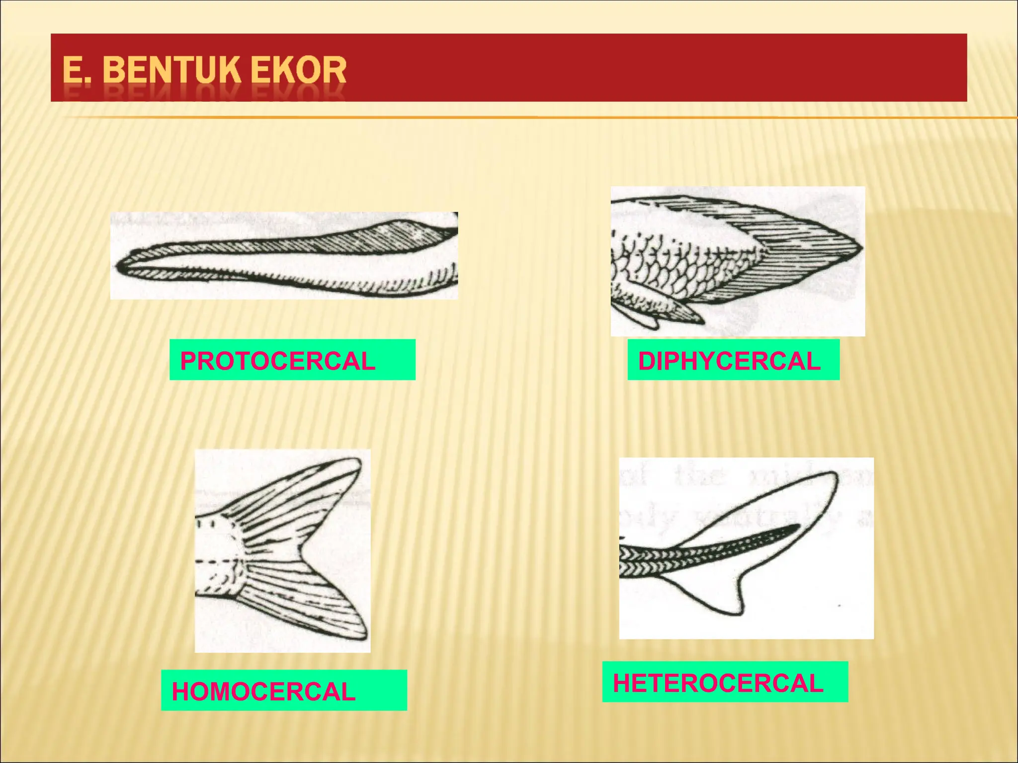 ppt morfologi komoditas perikanan ikan bersirip | PPT