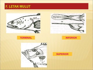 ppt morfologi komoditas perikanan ikan bersirip | PPT