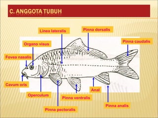 ppt morfologi komoditas perikanan ikan bersirip | PPT