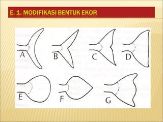 ppt morfologi komoditas perikanan ikan bersirip | PPT