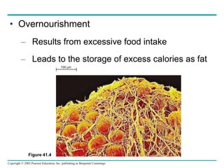 41_ANIMAL_DIGESTION_ppt.ppt