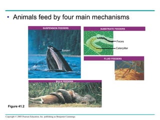 41_ANIMAL_DIGESTION_ppt.ppt