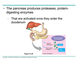 41_ANIMAL_DIGESTION_ppt.ppt