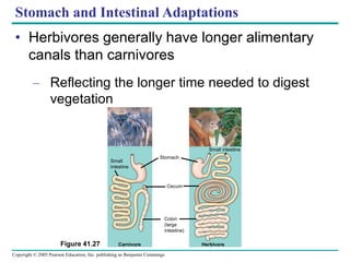 41_ANIMAL_DIGESTION_ppt.ppt