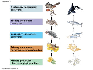 Quaternary Consumers