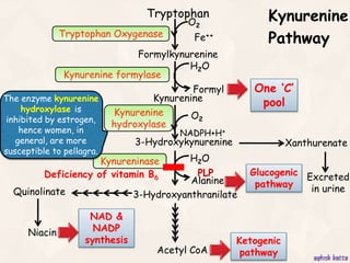 Metabolism of Tryptophan and its disorders. | PPSX