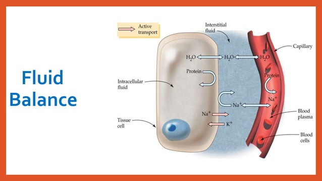 Disorders of fluid balance, electrolyte disturbances and acid base ...