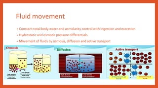 Disorders of fluid balance, electrolyte disturbances and acid base balance | PPT