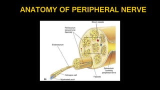 CLASSIFICATION OF NERVE INJURIES | PPTX