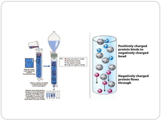 downstream processing introduction and summary | PDF | Chemistry | Science