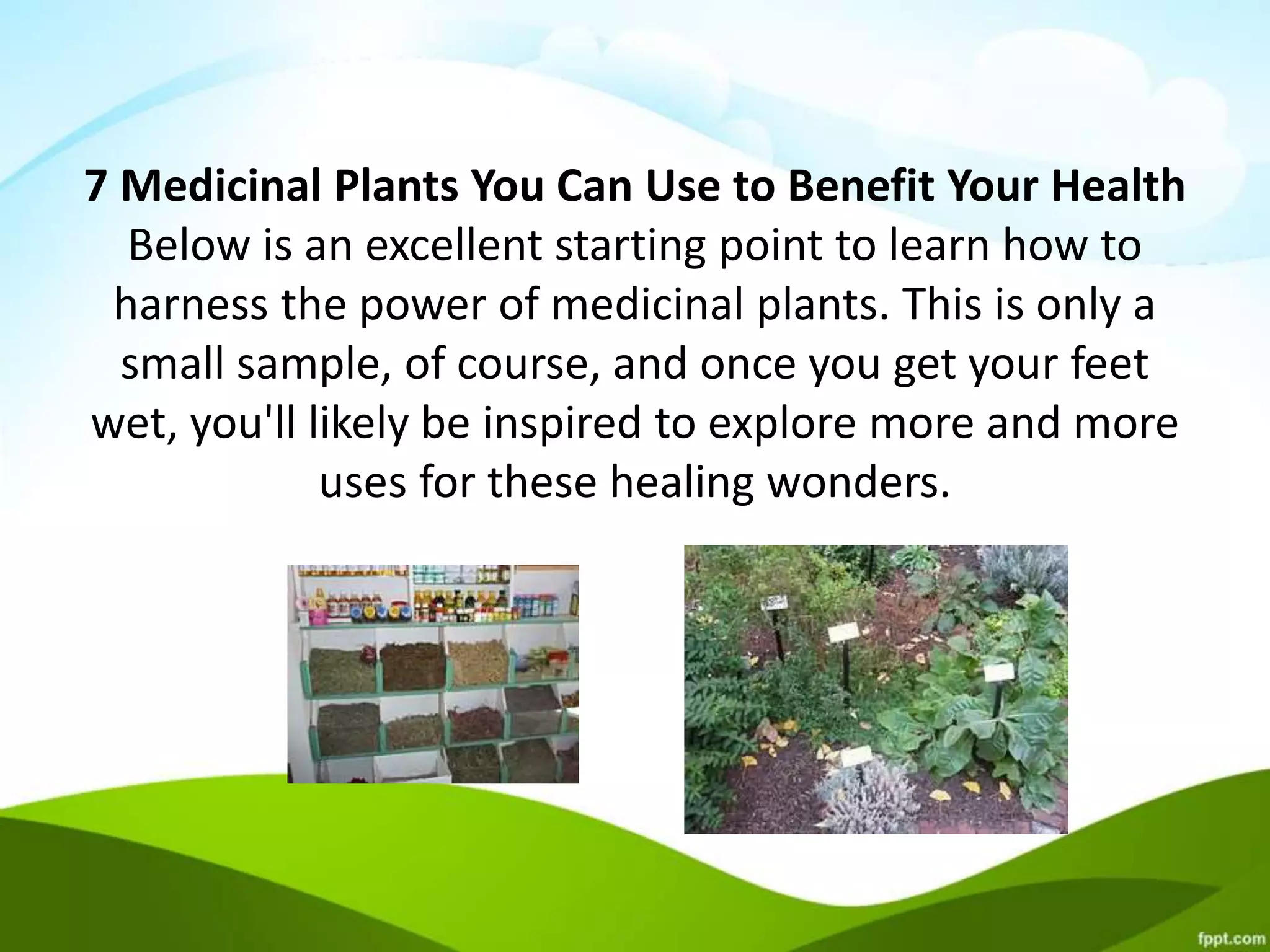 Medical plants | PPTX
