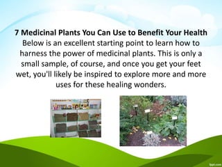 Medical plants | PPTX