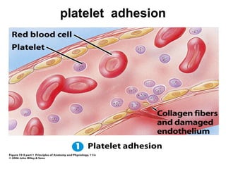 Blood coagulation mechanism and hemostasis | PPT