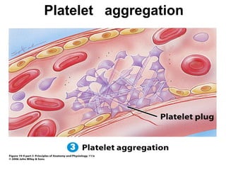 Blood coagulation mechanism and hemostasis | PPT