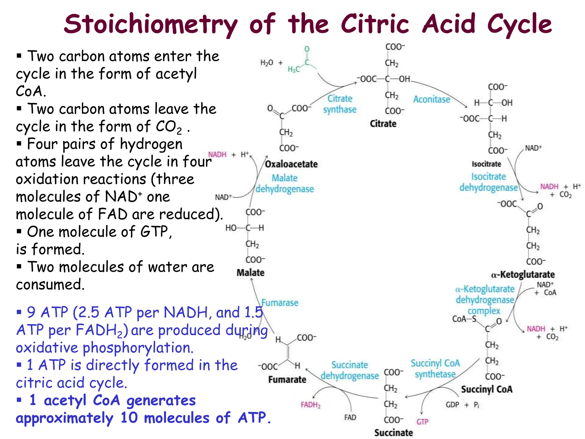 the citric acid cycle or krab cycle in plant physiology | PPT