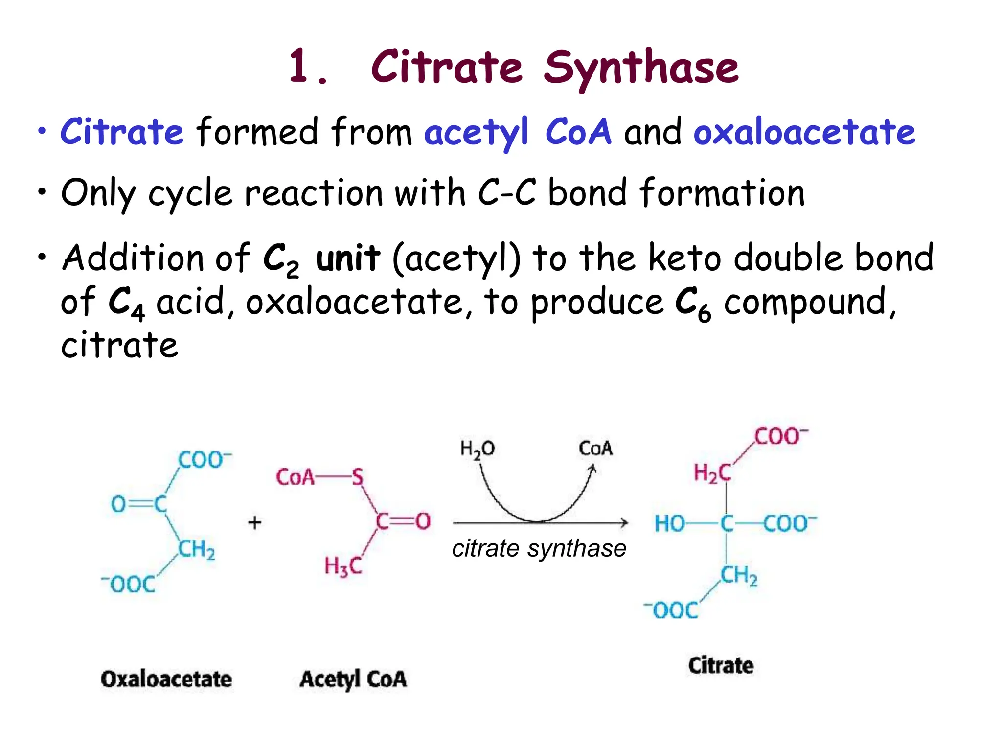the citric acid cycle or krab cycle in plant physiology | PPT