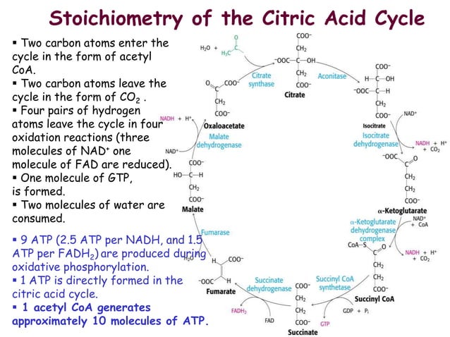 the citric acid cycle or krab cycle in plant physiology | PPT