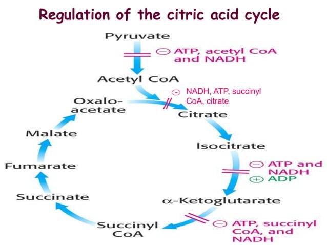 the citric acid cycle or krab cycle in plant physiology | PPT