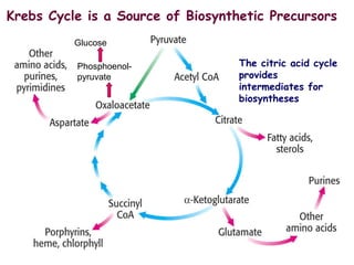 the citric acid cycle or krab cycle in plant physiology | PPT
