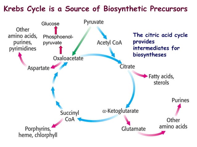 the citric acid cycle or krab cycle in plant physiology | PPT