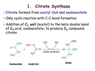 the citric acid cycle or krab cycle in plant physiology | PPT