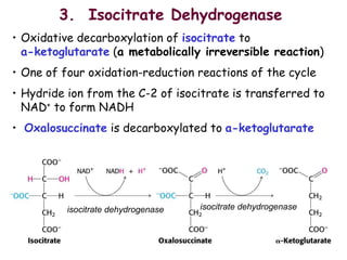 the citric acid cycle or krab cycle in plant physiology | PPT