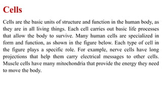 Human Biology - Introduction to human biology | PPTX