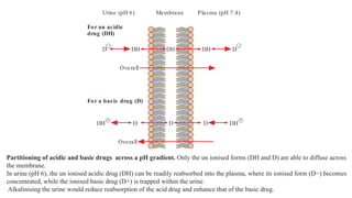 Pharmacokinetics | PPT