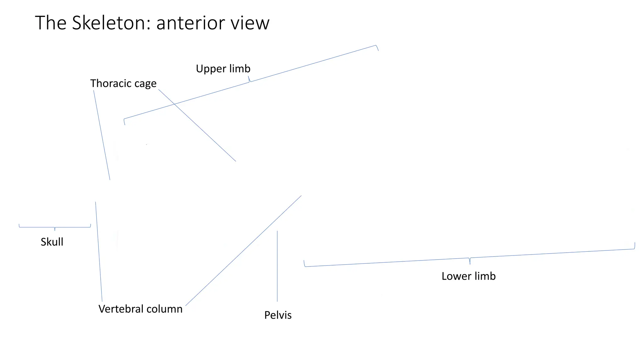 human musculoskeletal system, anatoy and its components | PPT
