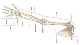 human musculoskeletal system, anatoy and its components | PPT