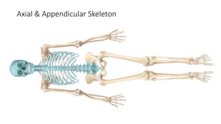 human musculoskeletal system, anatoy and its components | PPT