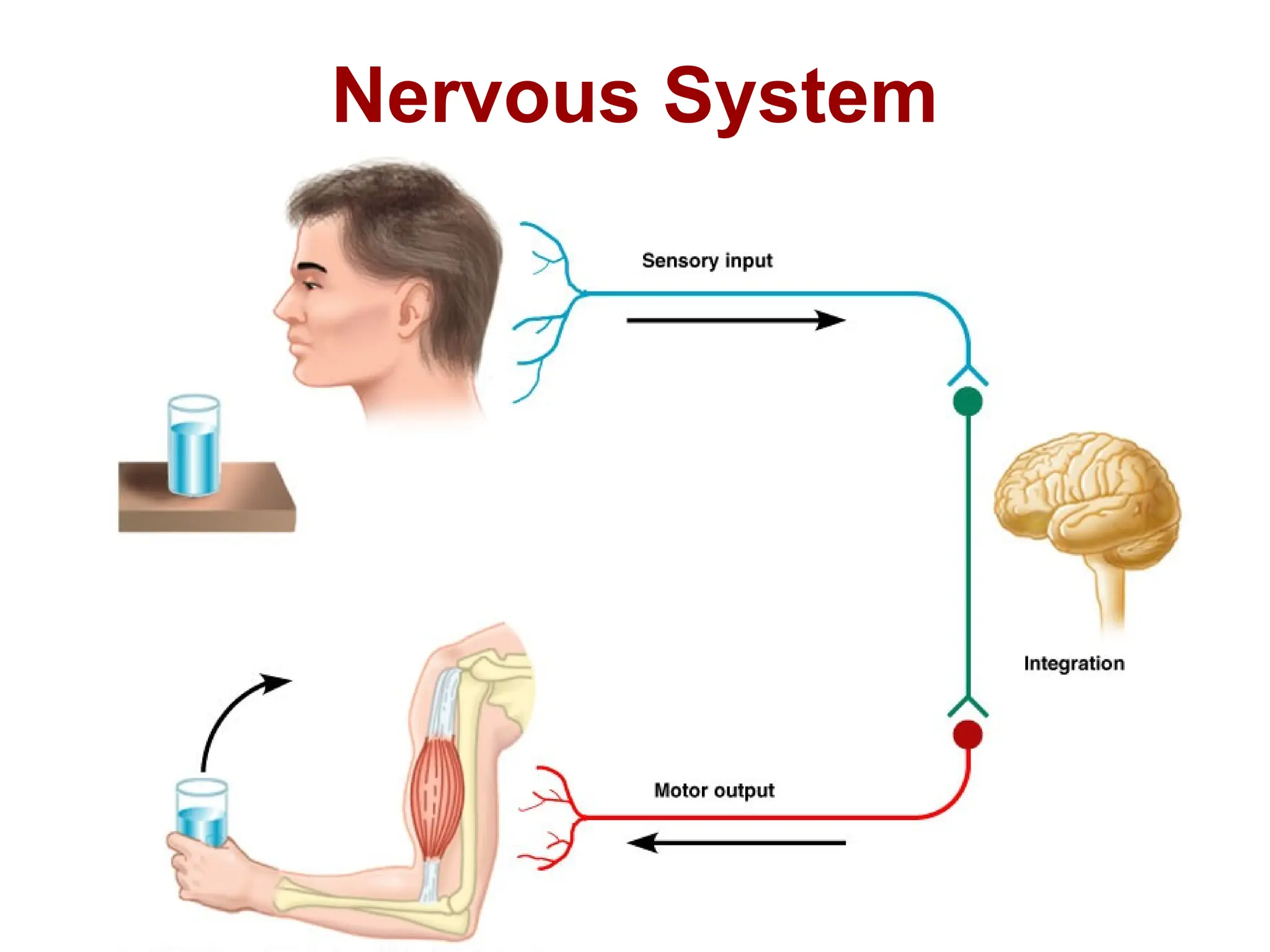 Nervous system reflexes and superficial senses | PPT