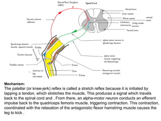 Nervous system reflexes and superficial senses | PPT