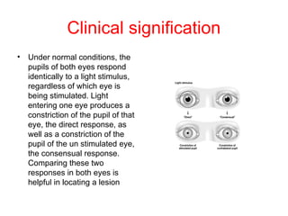 Nervous system reflexes and superficial senses | PPT