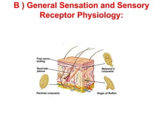 Nervous system reflexes and superficial senses | PPT