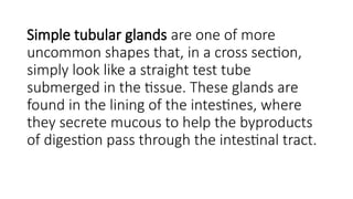 Histology of glands 2020 and learn pictures | PPTX