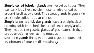 Histology of glands 2020 and learn pictures | PPTX