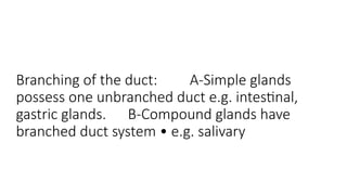 Histology of glands 2020 and learn pictures | PPTX
