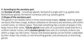 Histology of glands 2020 and learn pictures | PPTX