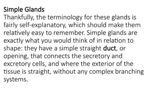 Histology of glands 2020 and learn pictures | PPTX