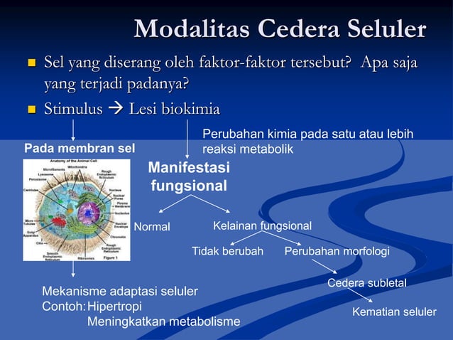 42056914-Cedera-Dan-Kematian-Sel.ppt