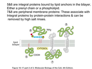 420L16 Memb Proteins. integral and perifer ppt | PPT