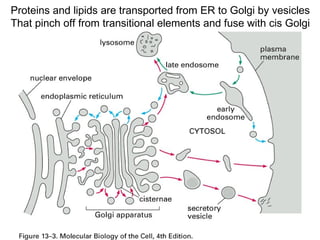 Protein Glycosylation , mechanism and structure | PPT