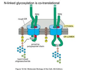 Protein Glycosylation , mechanism and structure | PPT