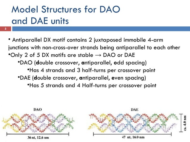 DESIGN AND SELF-ASSEMBLY OF TWO-DIMENSIONAL DNA CRYSTALS | PPT