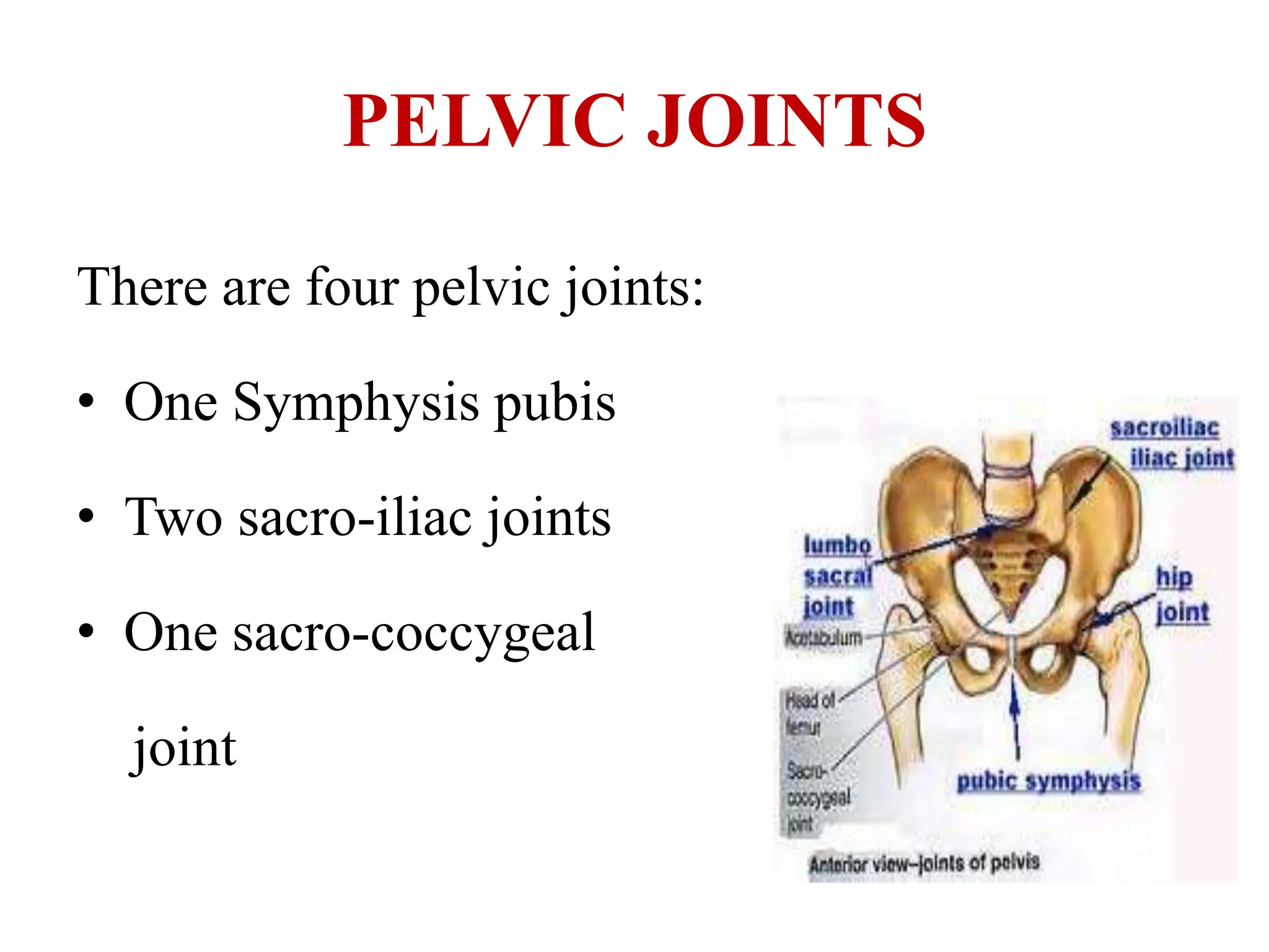 422675304-1-Female-pelvis-pppppppppppppppppppptx.nnpptx | PPTX