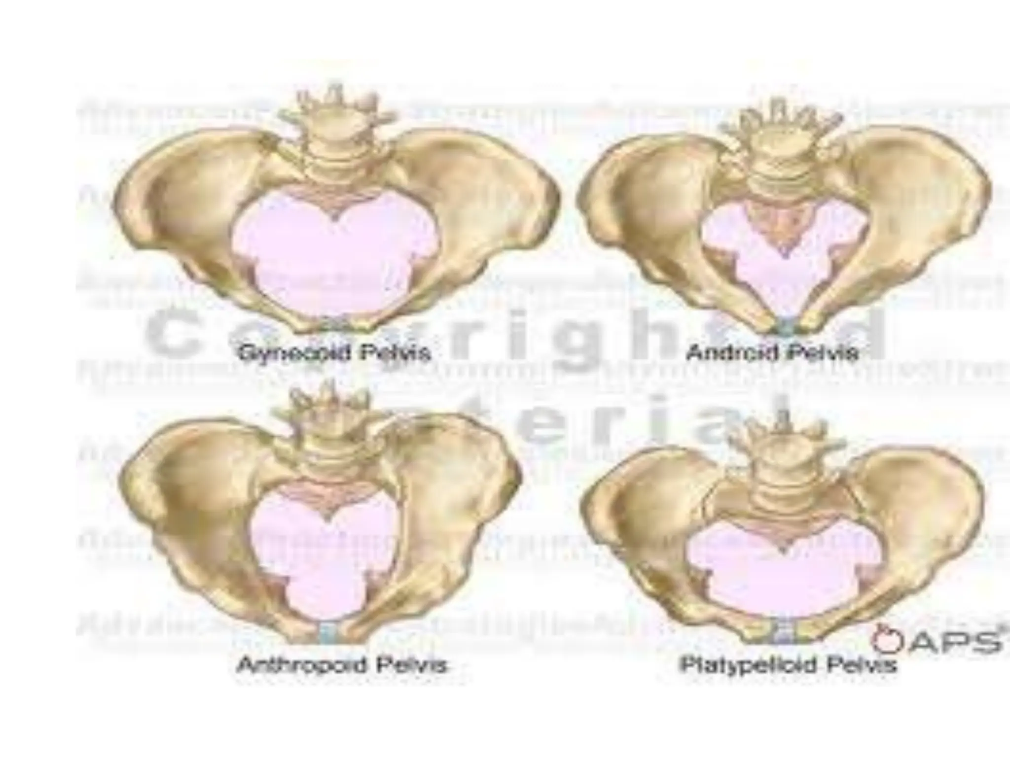 422675304-1-Female-pelvis-pppppppppppppppppppptx.nnpptx | PPTX