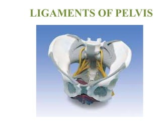 422675304-1-Female-pelvis-pppppppppppppppppppptx.nnpptx | PPTX